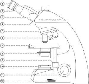 Débuter en microscopie : L’instrument – Le Blog de Naturoptic